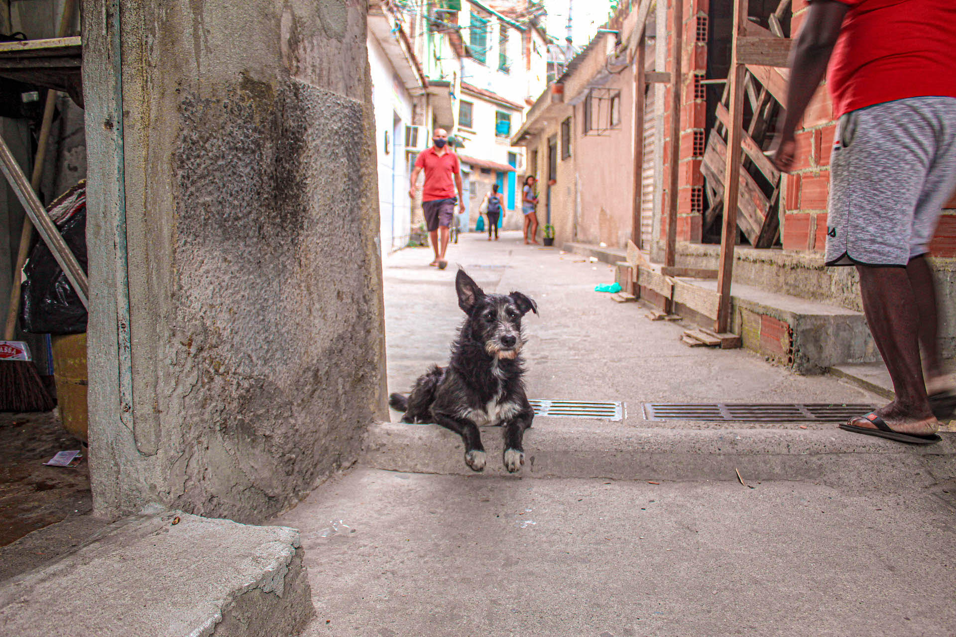 Favela mais-que-humana: animais favelados e as paisagens multiespécies ...