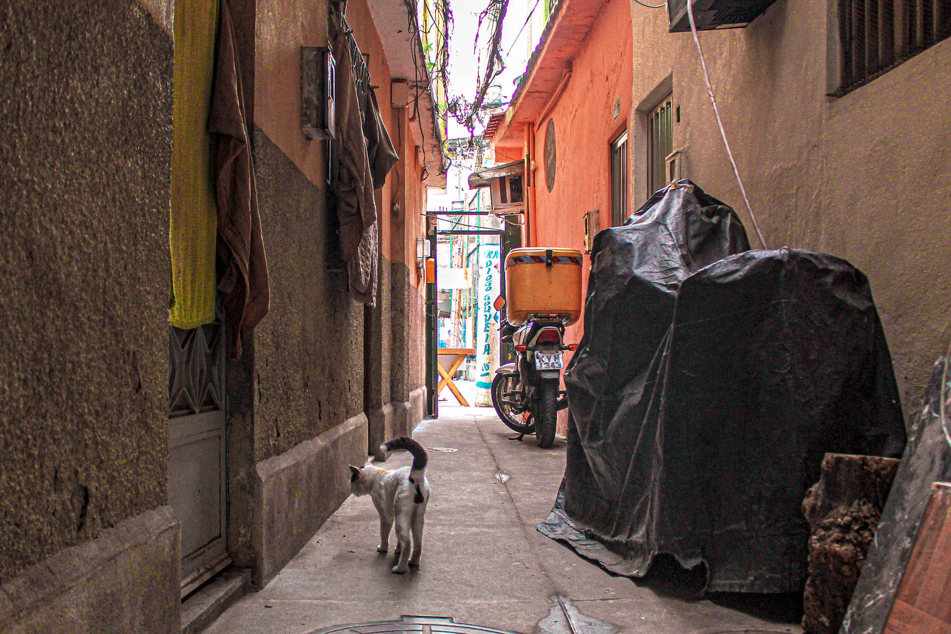 Favela mais-que-humana: animais favelados e as paisagens multiespécies ...